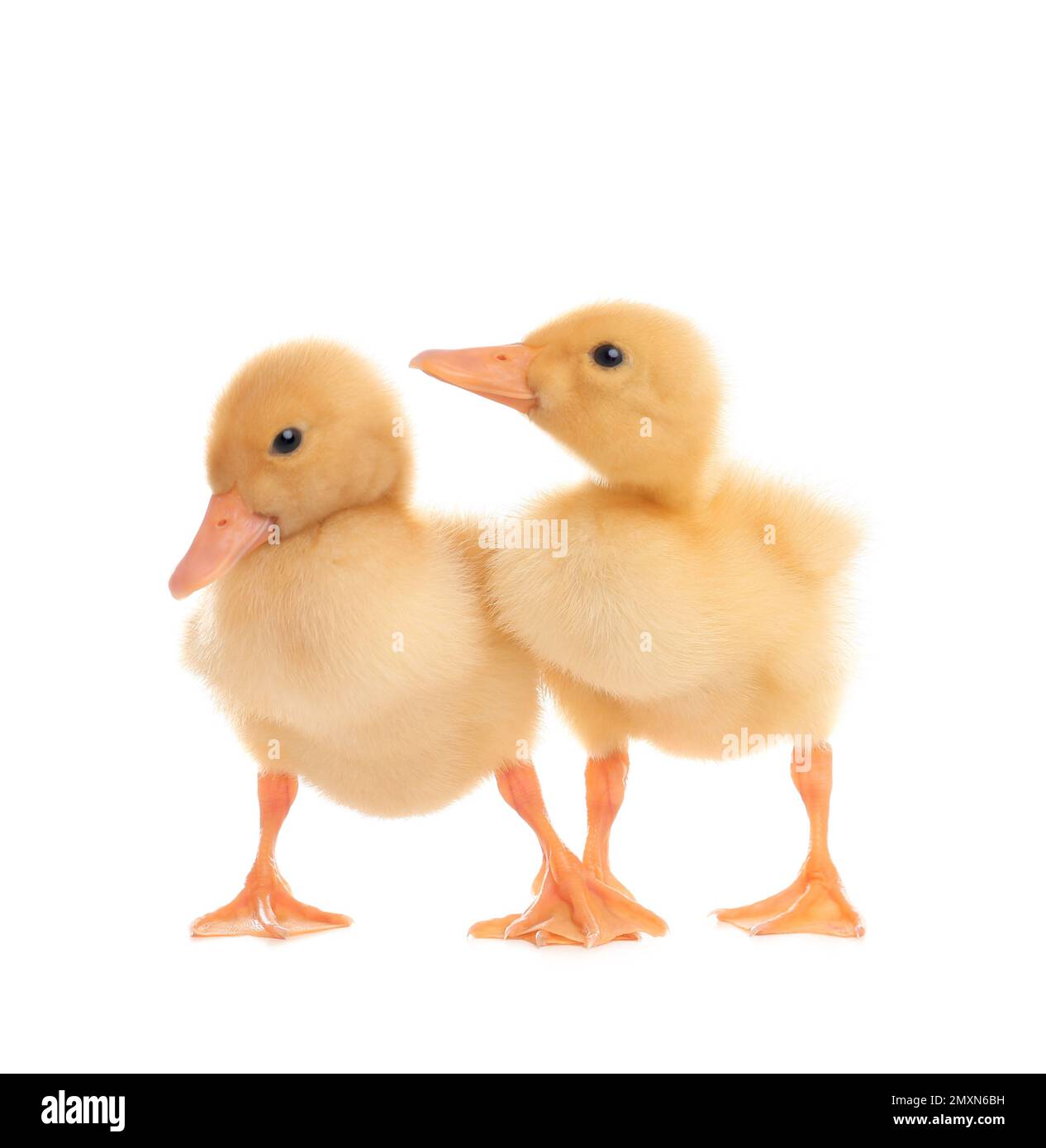 Cute fluffy baby ducklings on white background Stock Photo - Alamy