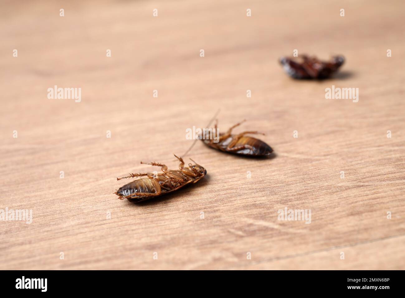 Dead cockroaches on wooden floor, closeup. Pest control Stock Photo - Alamy