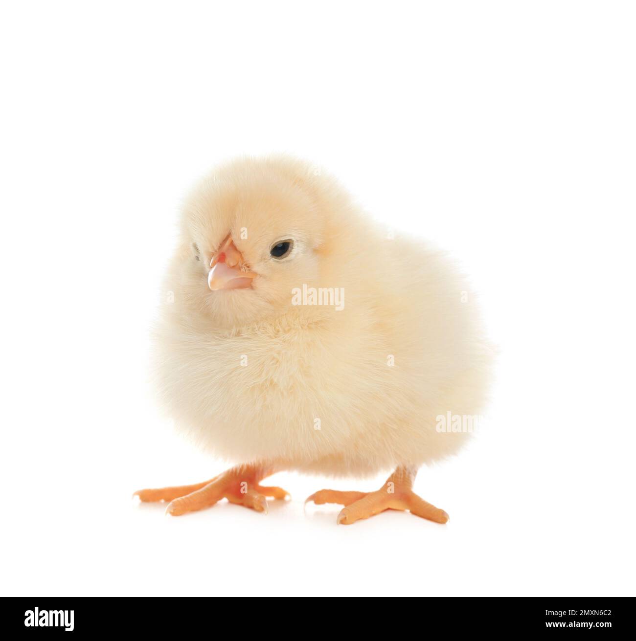 Cute fluffy baby chicken on white background Stock Photo - Alamy