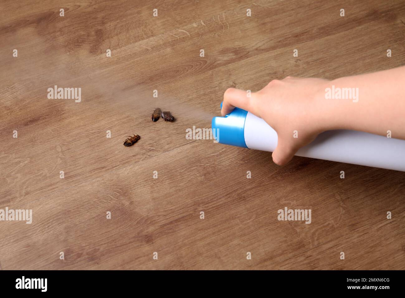 Woman spraying insecticide onto cockroaches, closeup. Pest control ...