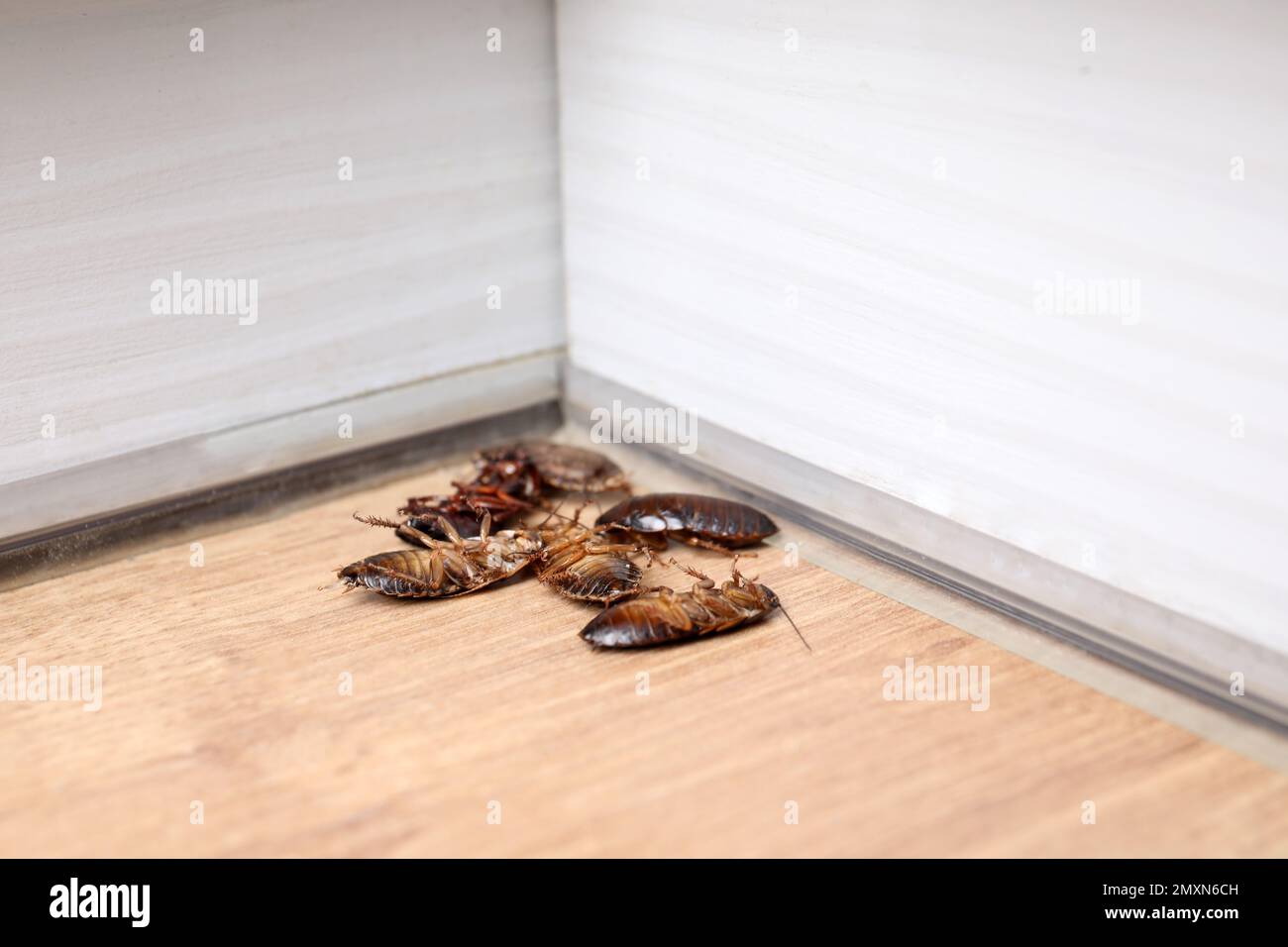 Cockroaches on wooden floor in corner, closeup. Pest control Stock ...