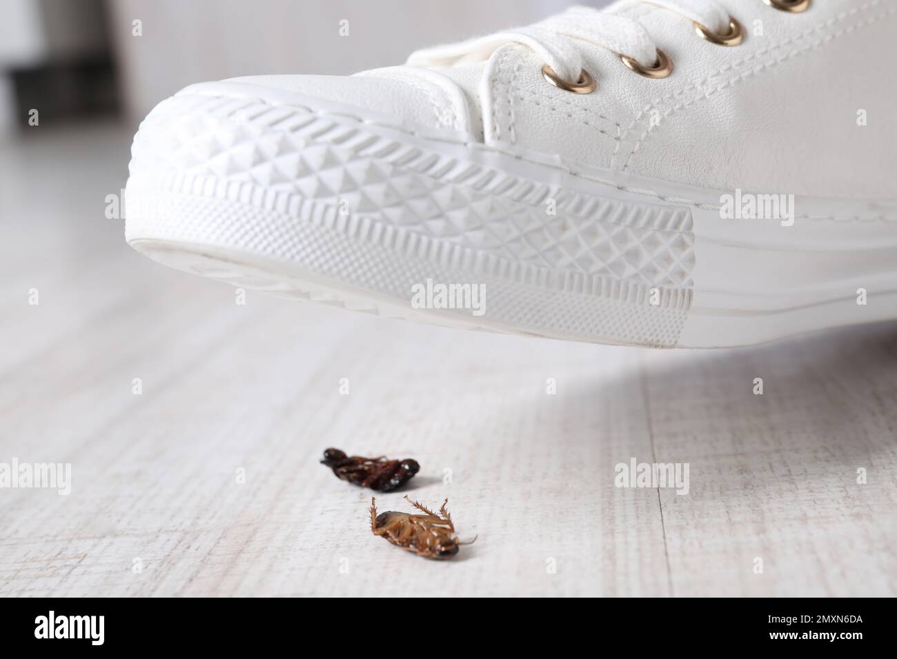 Woman crushing cockroaches with feet, closeup. Pest control Stock Photo ...