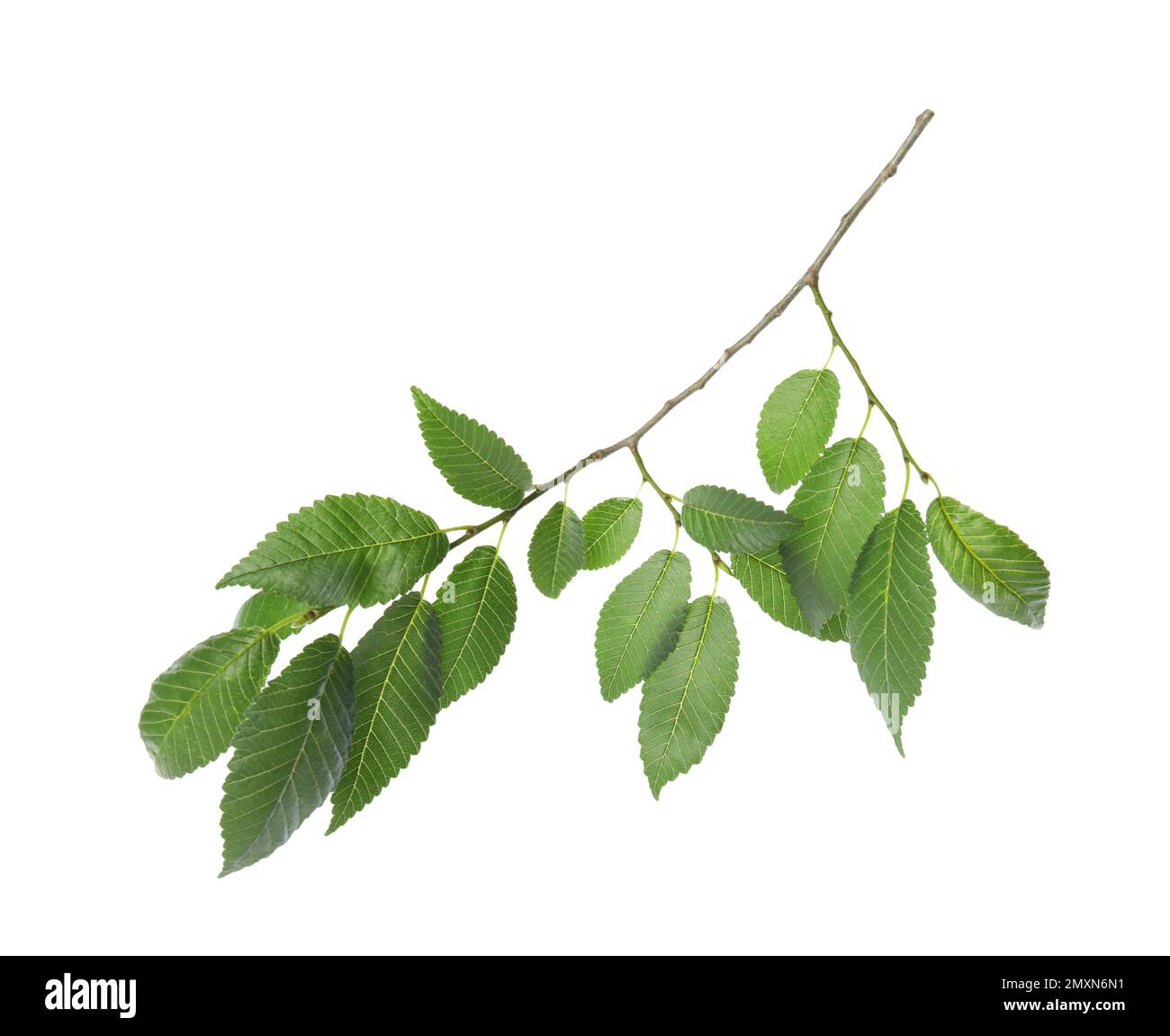 Branch of elm tree with young fresh green leaves isolated on white ...