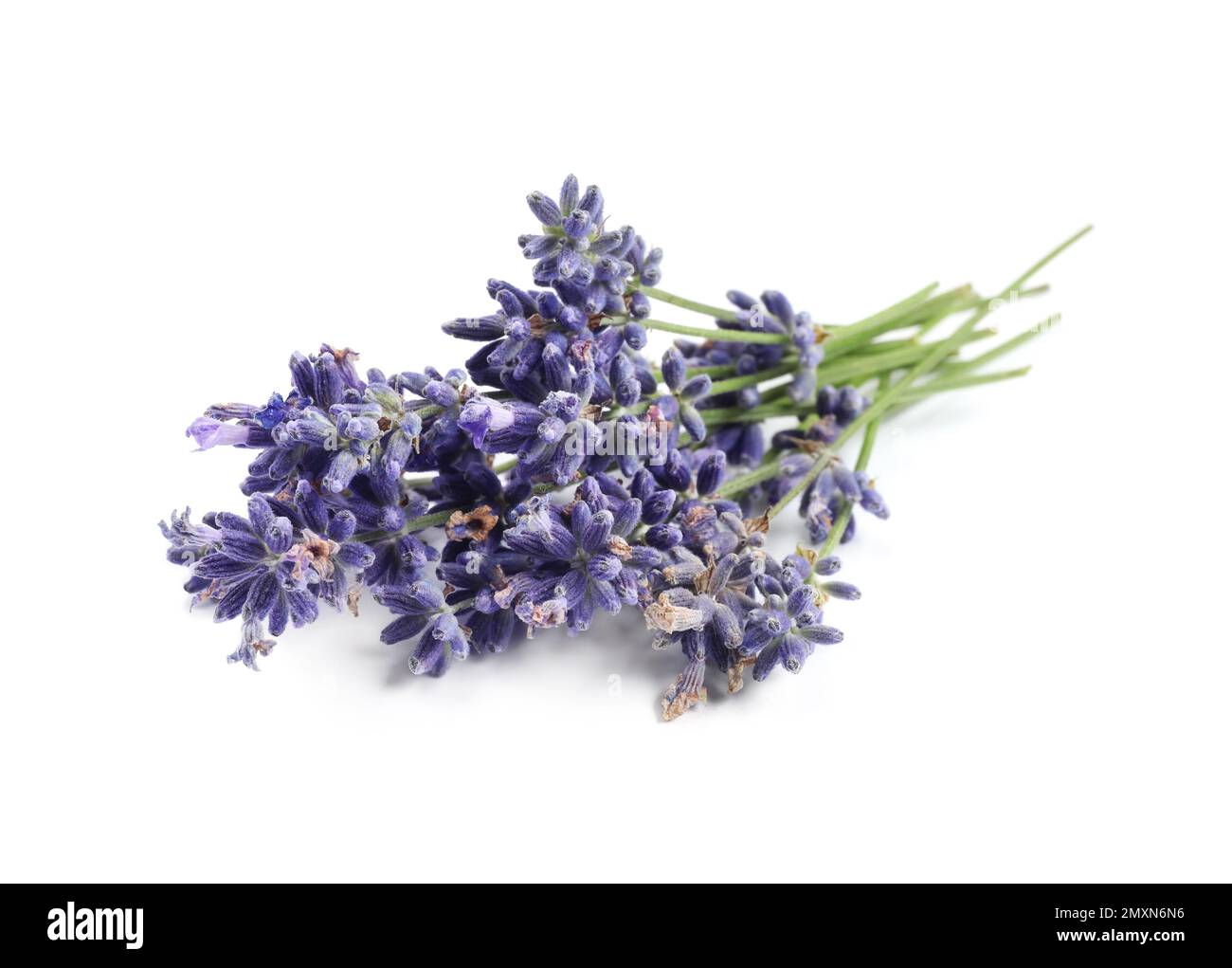 Beautiful blooming lavender flowers Cut Out Stock Images & Pictures - Alamy