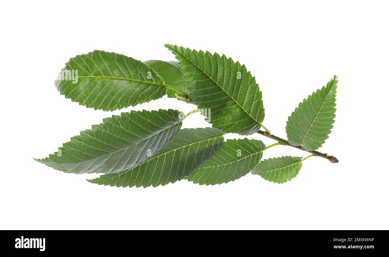 Branch of elm tree with young fresh green leaves isolated on white ...