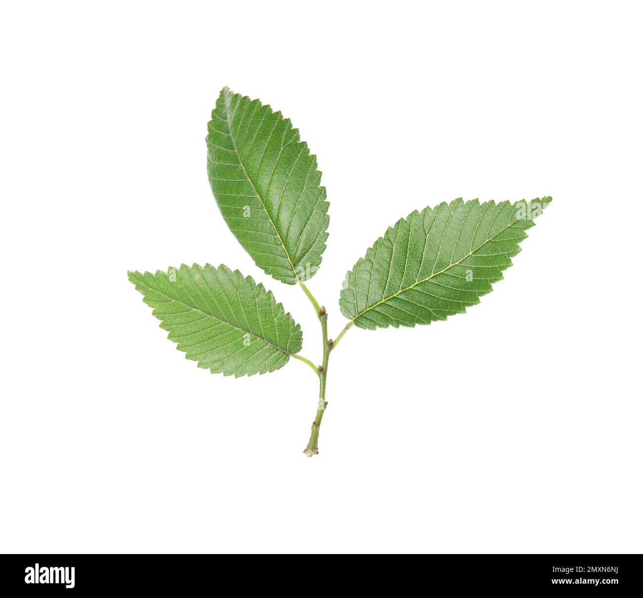 Branch of elm tree with young fresh green leaves isolated on white ...