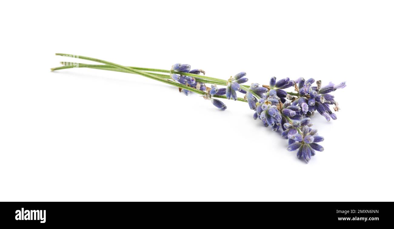 Beautiful blooming lavender flowers Cut Out Stock Images & Pictures - Alamy