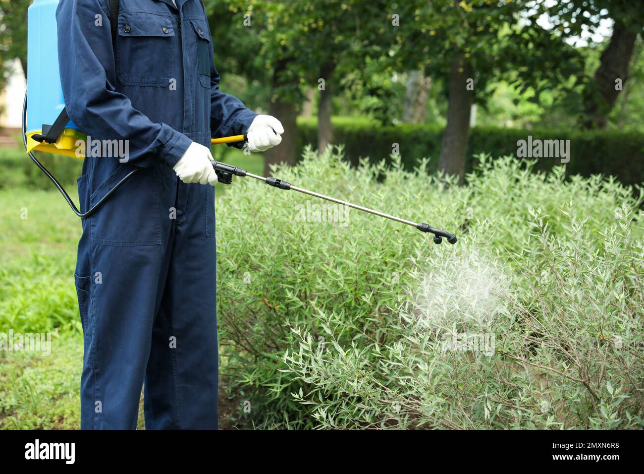 Worker spraying pesticide onto green bush outdoors, closeup. Pest ...
