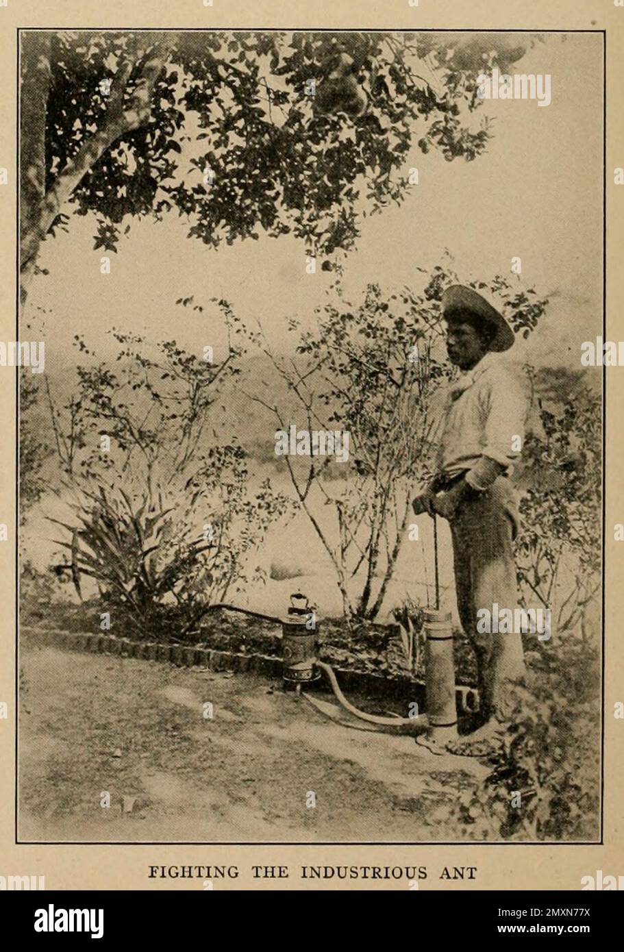 Fighting the Industrious Ant from the book Panama and the Canal in ...