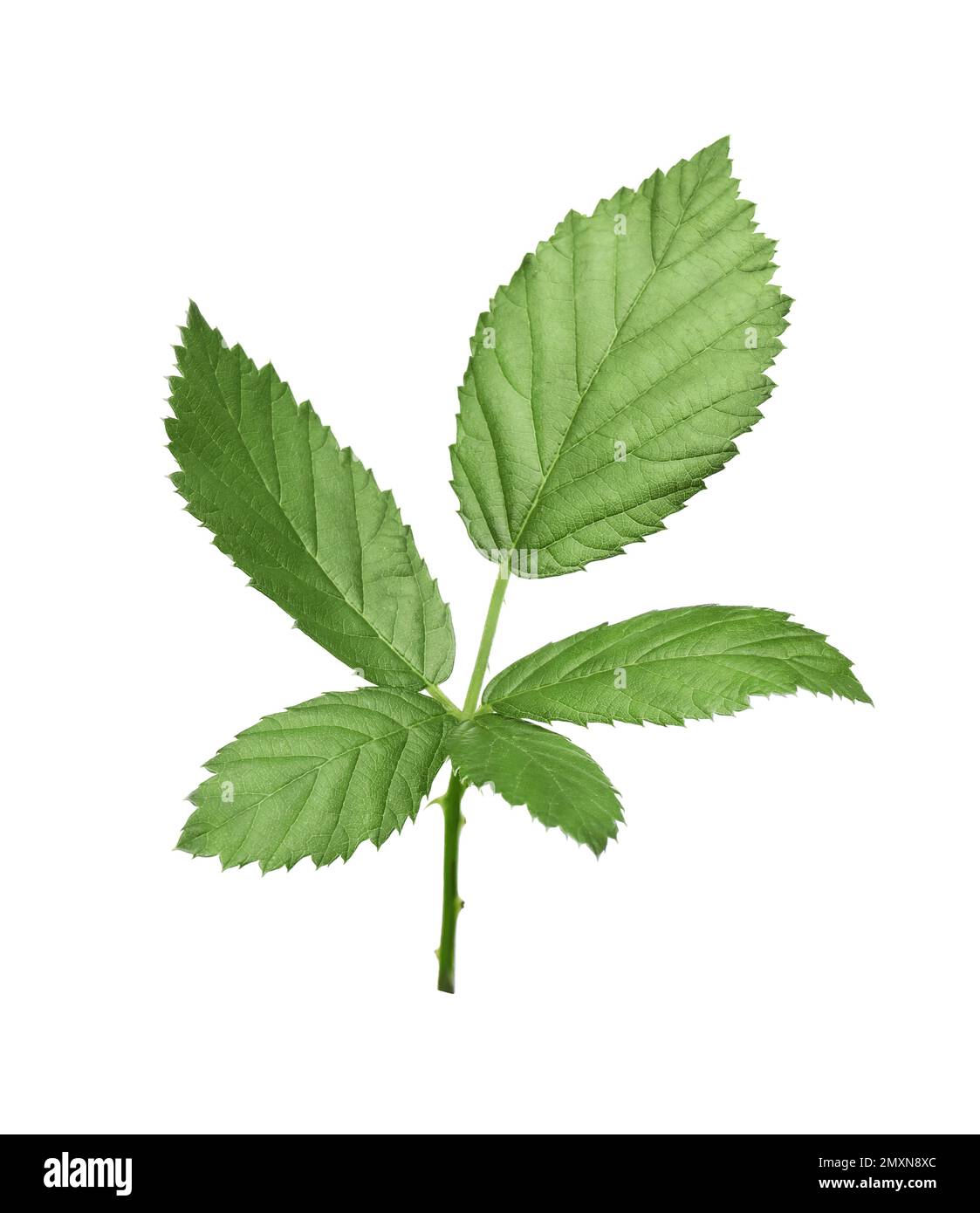 Fresh green blackberry leaves isolated on white Stock Photo - Alamy