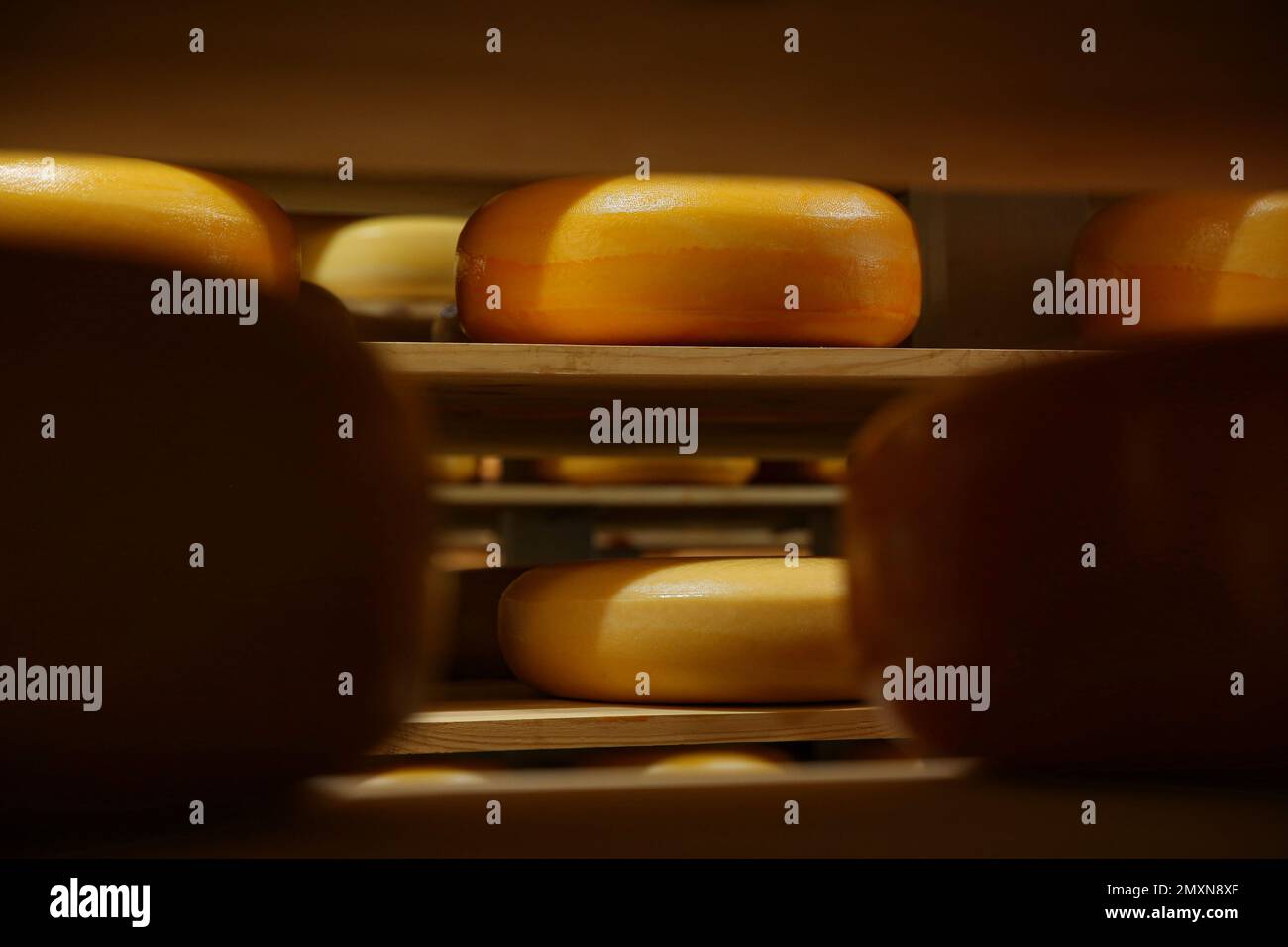 Fresh cheese heads on rack in factory warehouse Stock Photo - Alamy