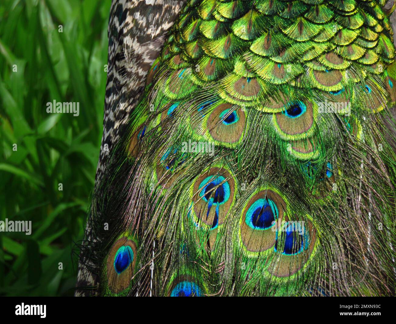 Peacock back plumage hi-res stock photography and images - Alamy