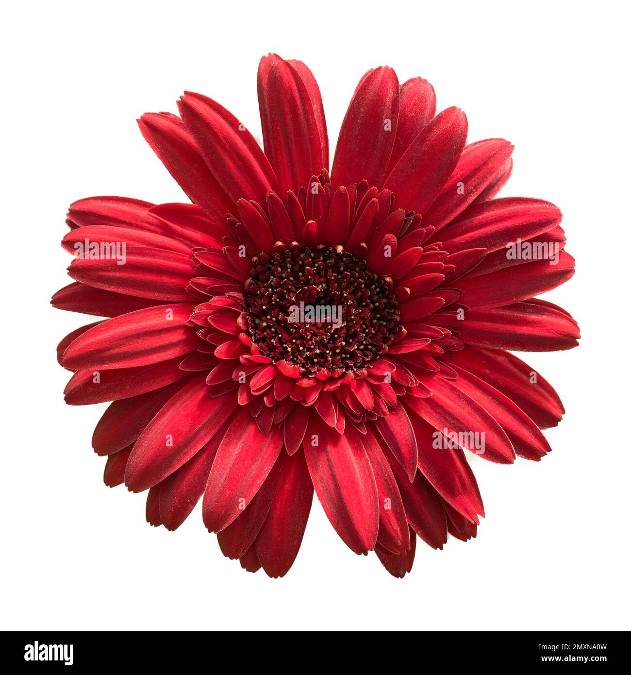 One white isolated gerbera hi-res stock photography and images - Alamy