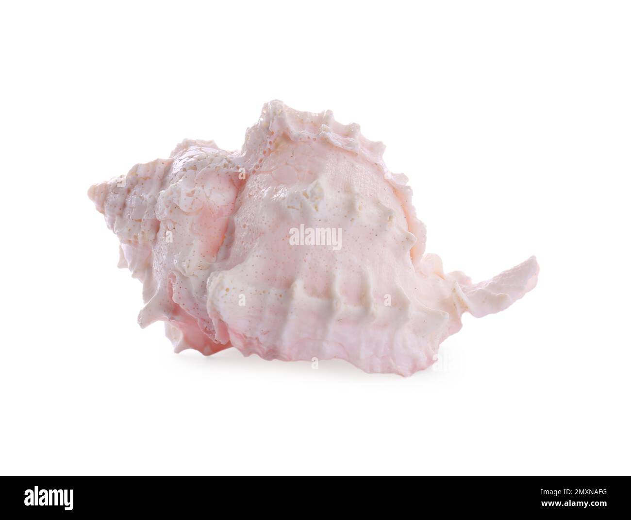 Beautiful pink sea shell isolated on white Stock Photo - Alamy