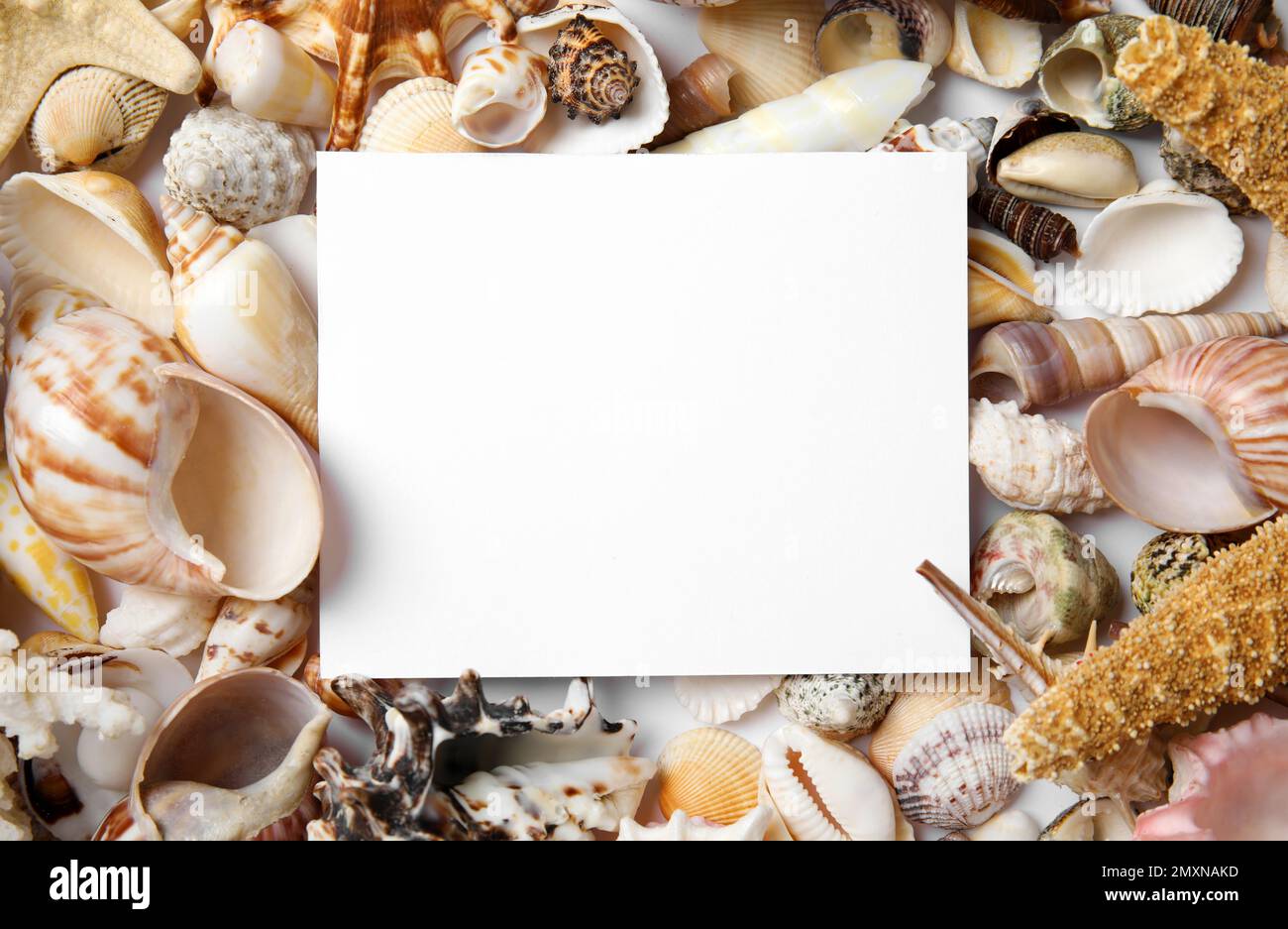 Beautiful sea shells hi-res stock photography and images - Alamy