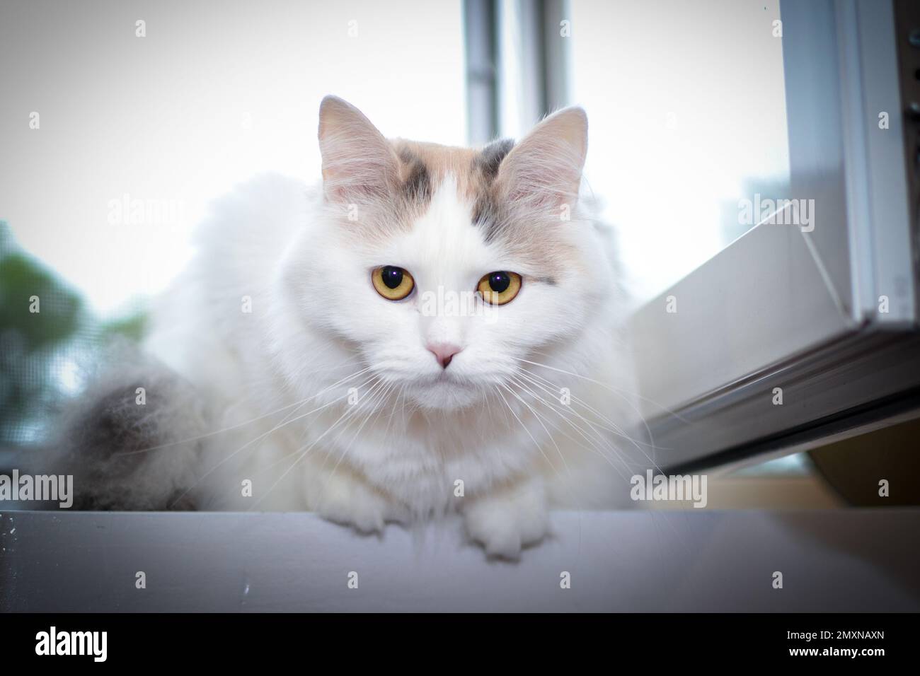 the cat is at the window. Portrait Stock Photo - Alamy