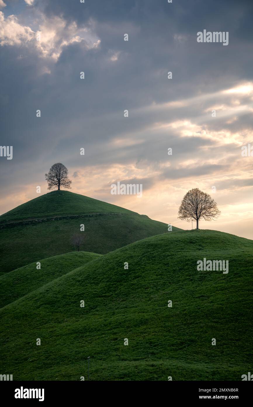 Trees standing on hills during the sunset Stock Photo - Alamy