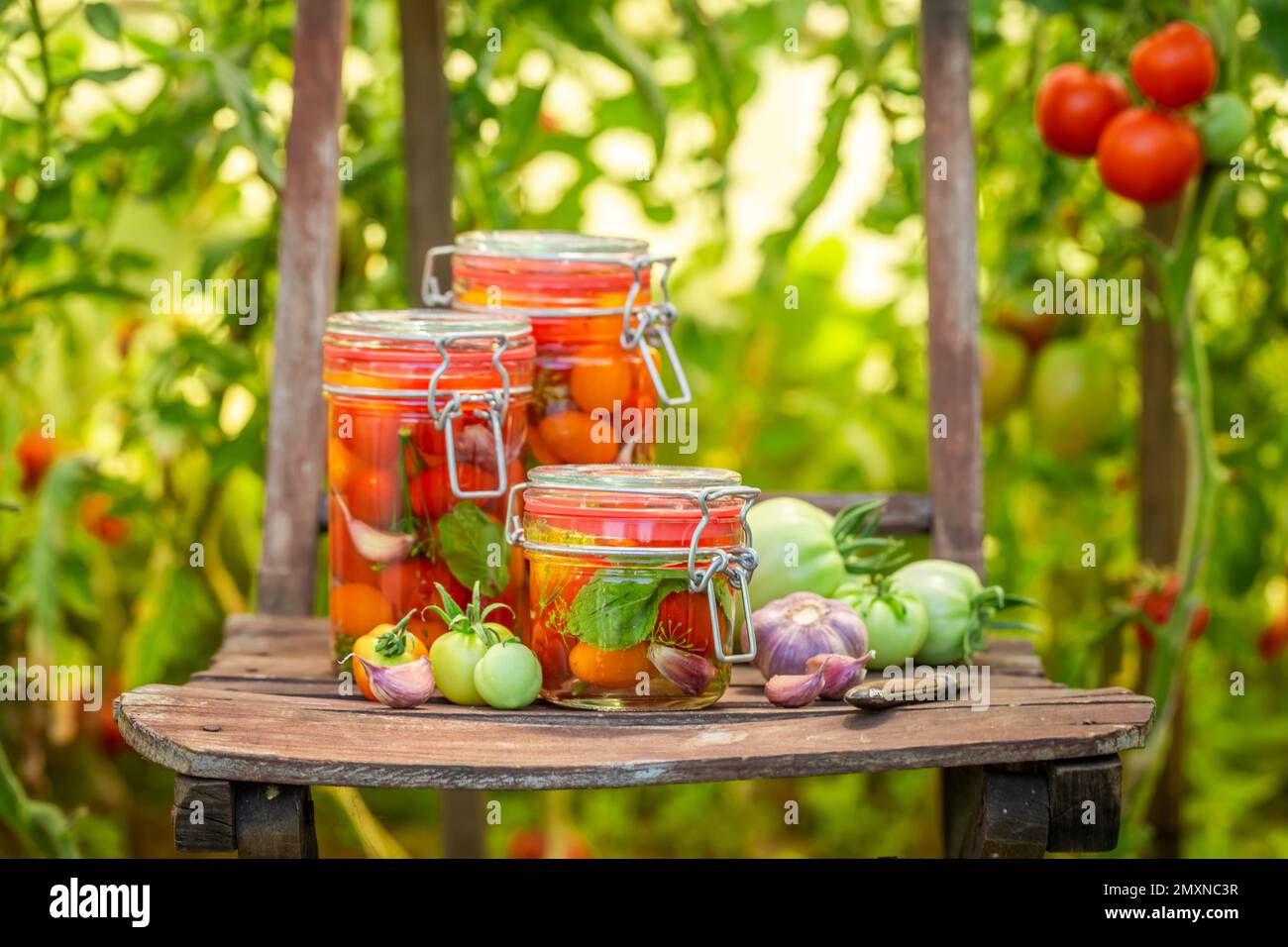 Homemade and natural pickled tomatoes with galic and dill. Pickling ...