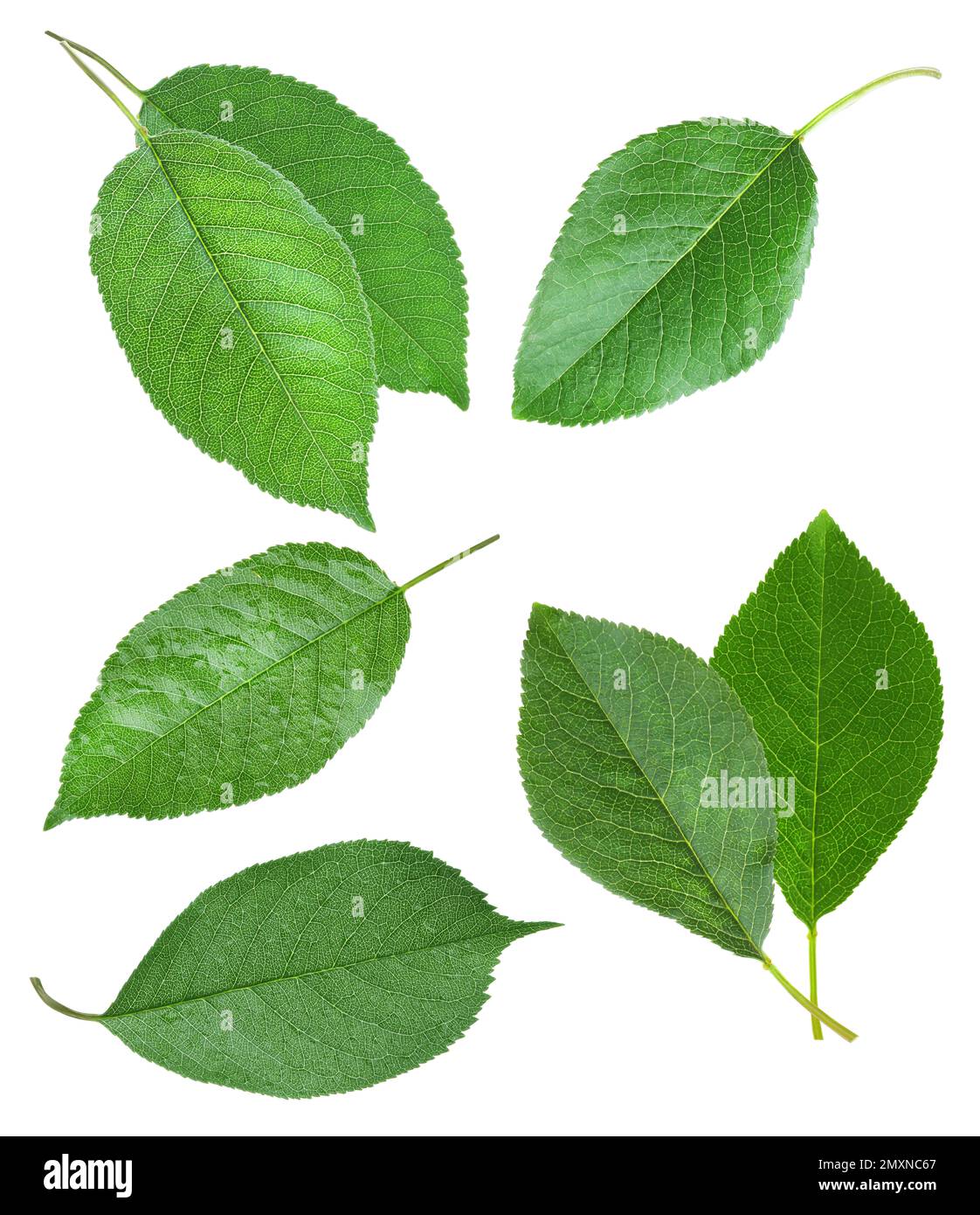 Lush green cherry tree Cut Out Stock Images & Pictures - Alamy