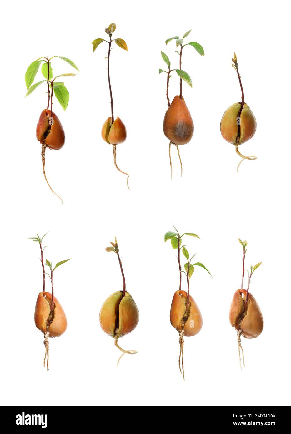 Set of avocado pits with sprouts on white background Stock Photo - Alamy
