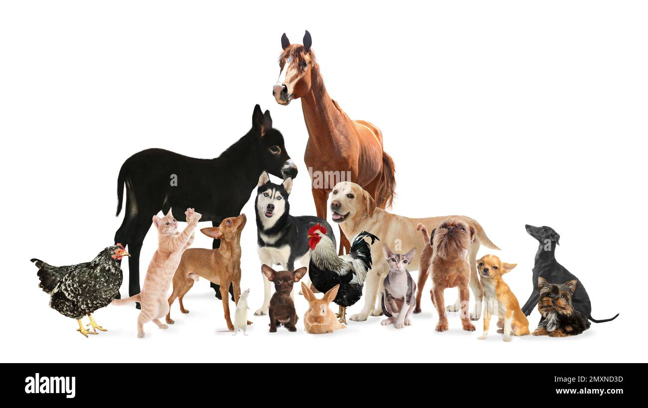 Collage with horse and other pets on white background. Banner design ...