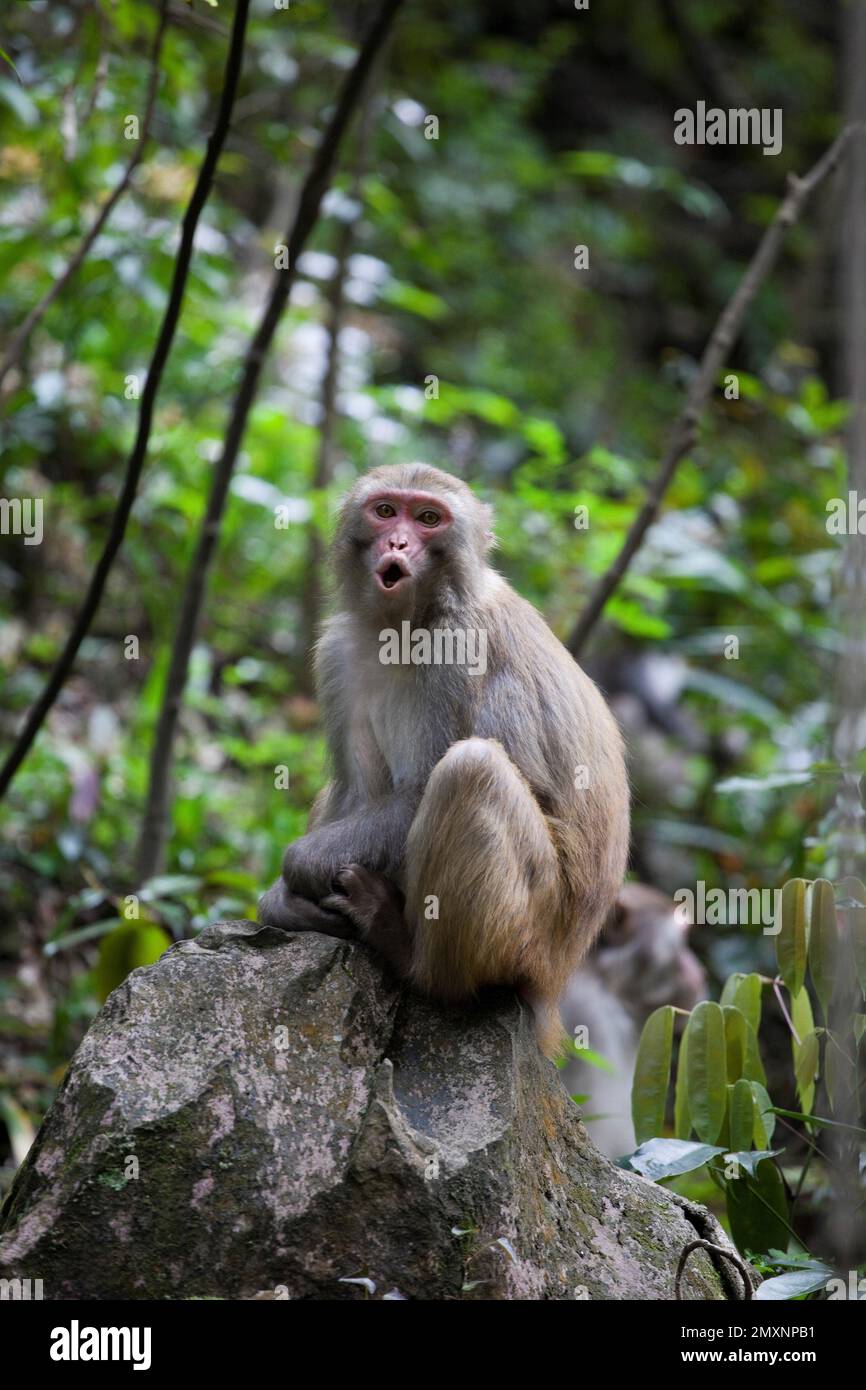 Chinese macaques hi-res stock photography and images - Alamy