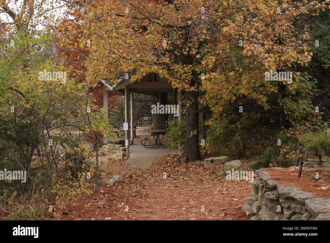 Colorful Fall leaves in the fall on trees with a trail to walk on Stock ...