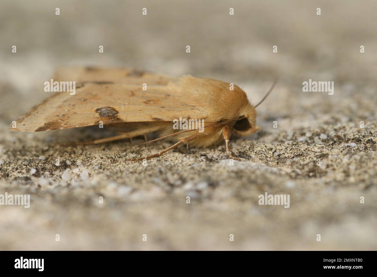 Detailed closeup on the yellow colored Bordered straw moth, Heliothis ...