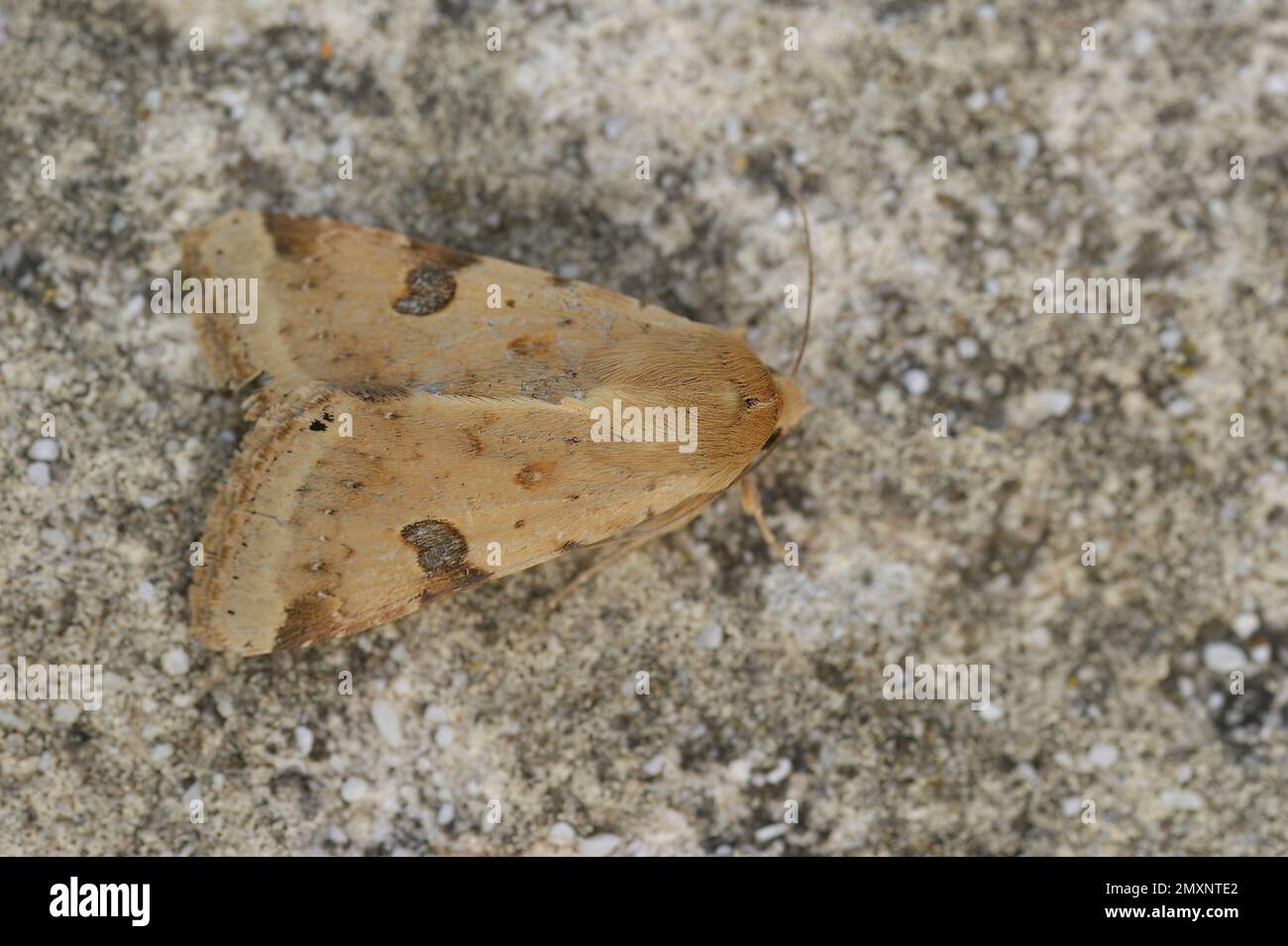Detailed dorsal closeup on the yellow colored Bordered straw moth ...