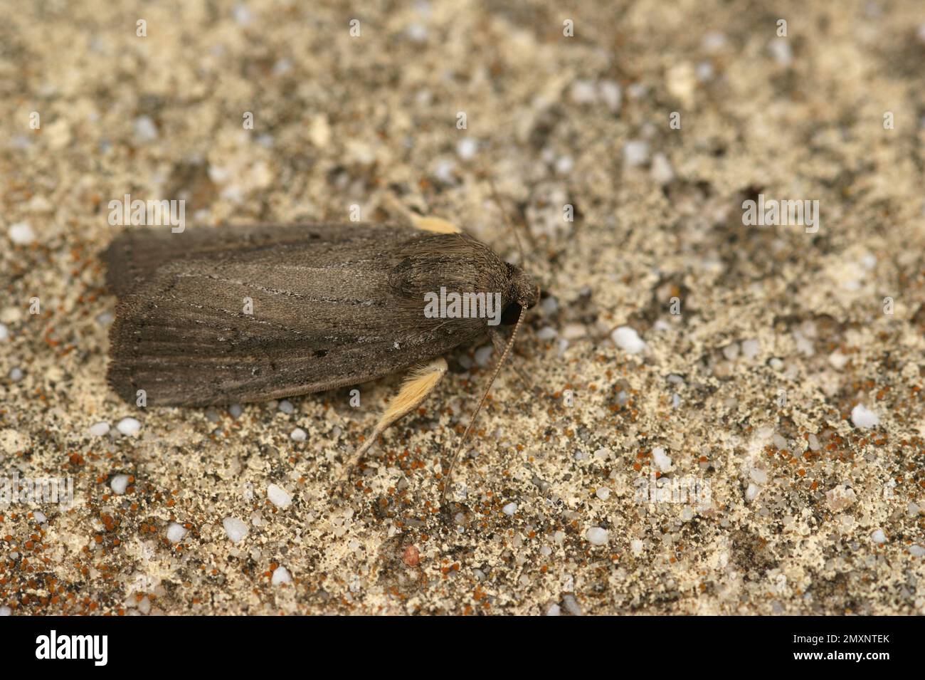 Detailed closeup of Porter's rustic moth, Athetis hospes in Gard France ...