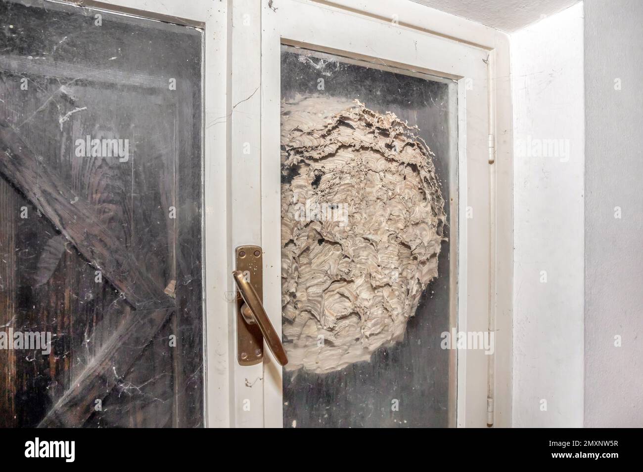 Huge nest of hornets they nested behind a window Stock Photo - Alamy