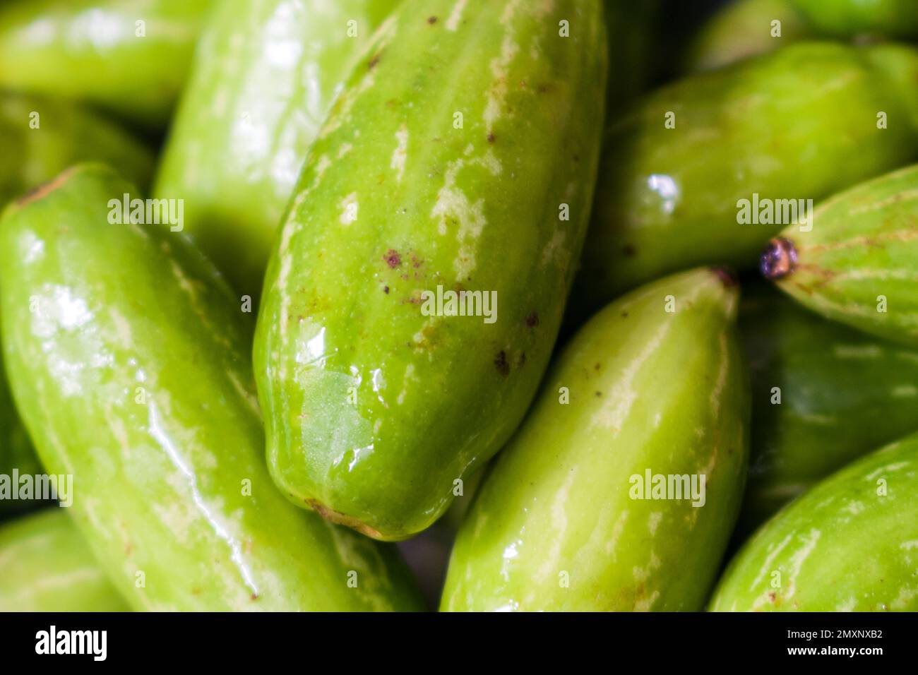 A top view texture background full of Ivy Gourd, Tindly, or Coccinia ...