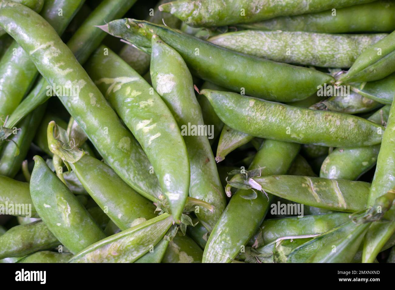 A top view texture background full of Full Green Peas Stock Photo - Alamy