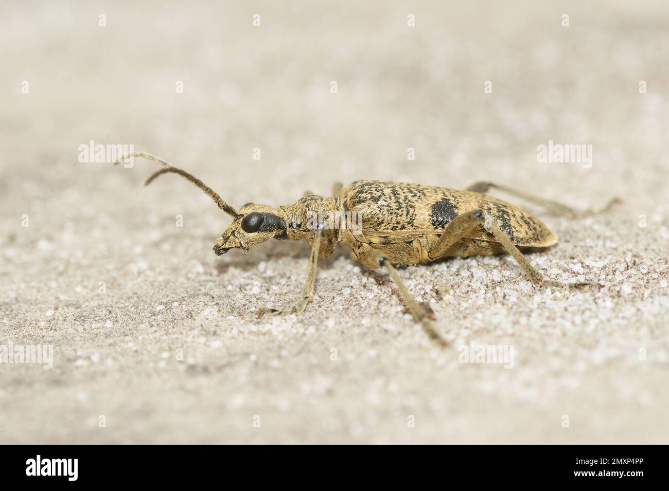 Detailed closeup on a the large European black-spotted longhorn beetle ...