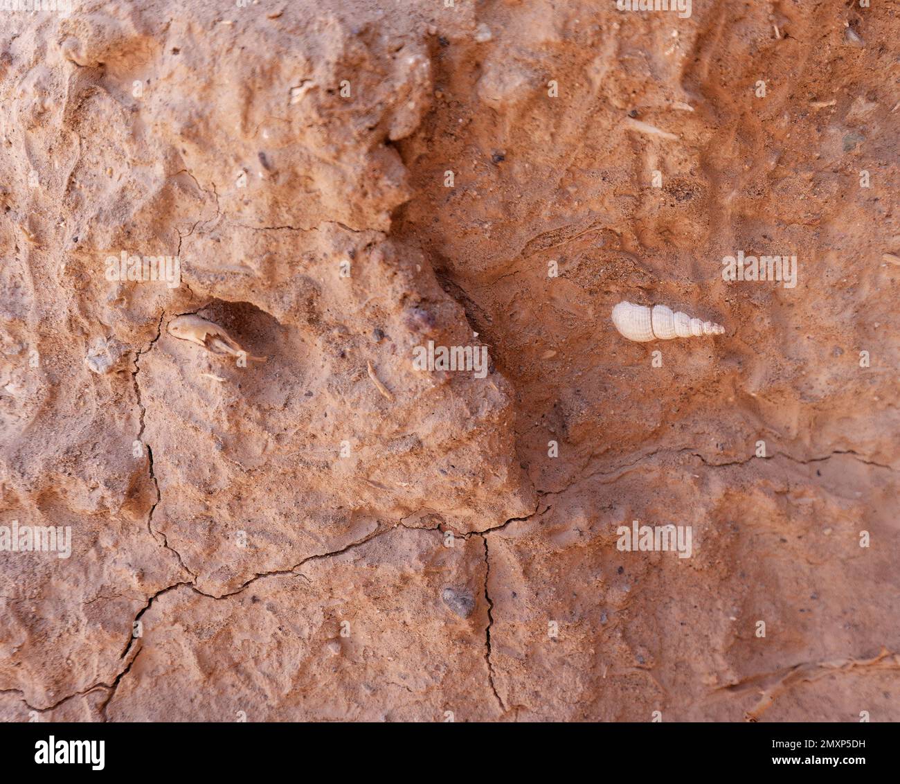 Fossil shells in desert hi-res stock photography and images - Alamy