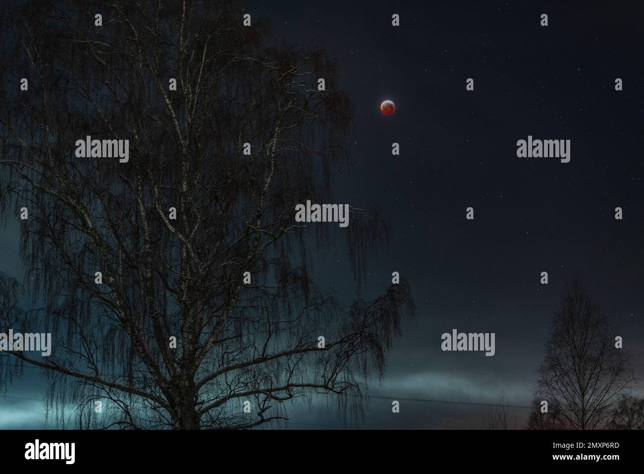 The leafless trees at night against the background of the dark sky with ...