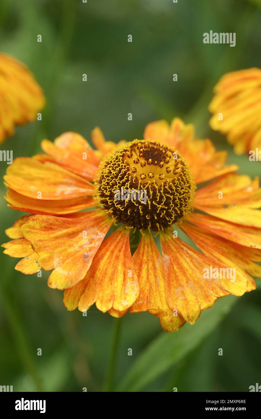 Closeup on the colorful orange blossoming sneezeweed Helenium autumnale ...
