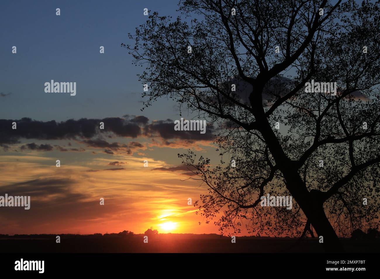 Sunset sky and tree silhouettes hi-res stock photography and images - Alamy
