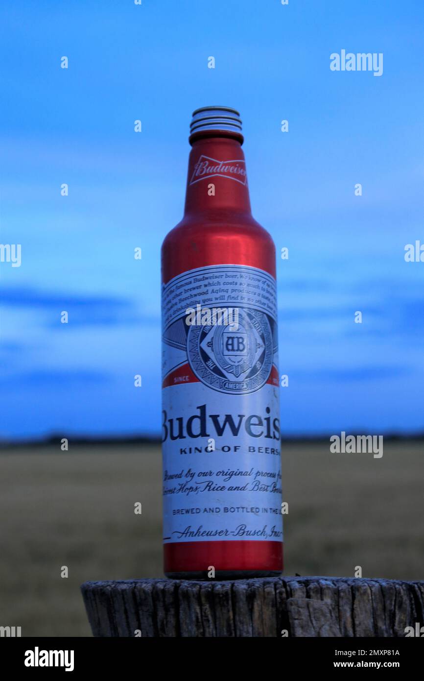Budweiser Beer in a red metal Bottle shot closeup on a wood post with ...