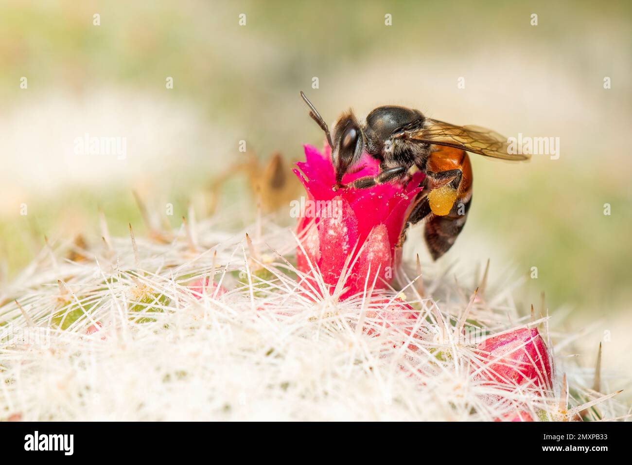 Image of little bee or dwarf bee(apis florea) on pink flower collects ...