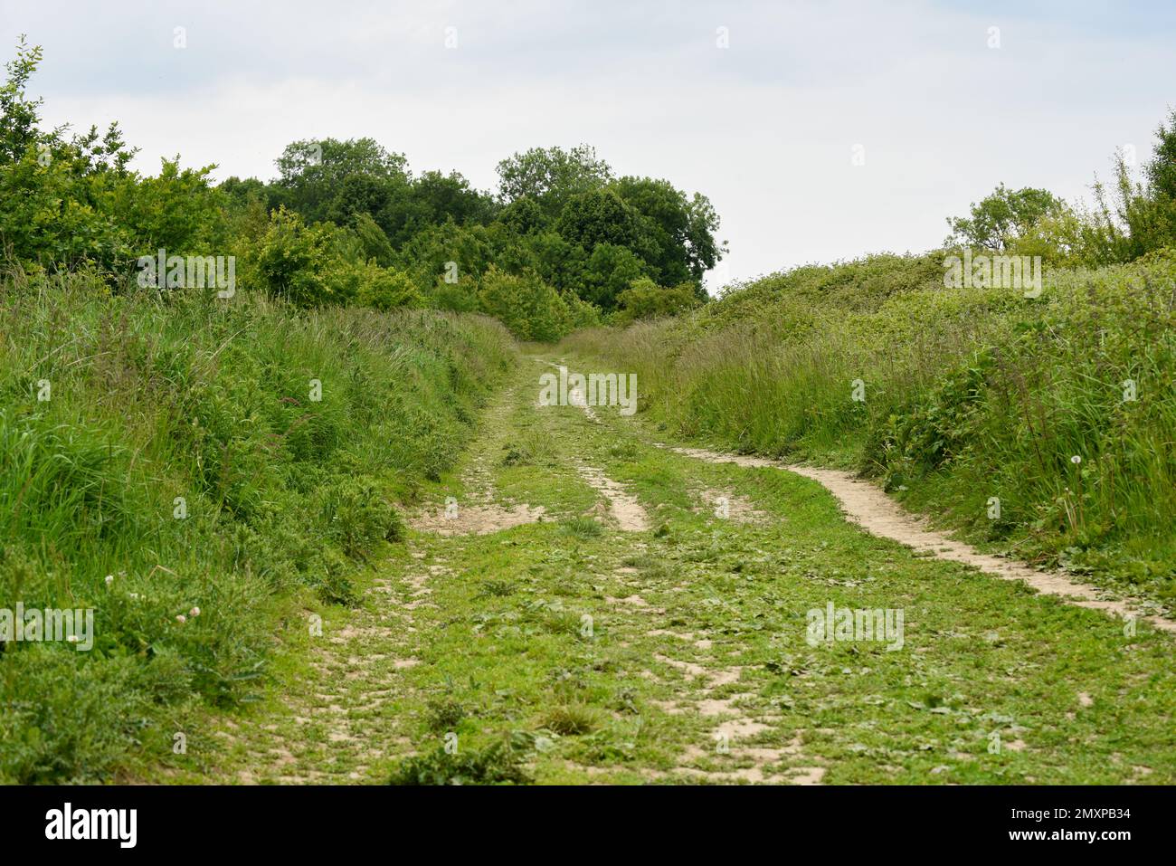 Grass verge plant hi-res stock photography and images - Alamy
