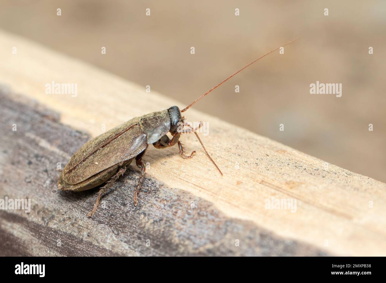 Image of Diploptera punctata or the Pacific beetle cockroach. Insect ...
