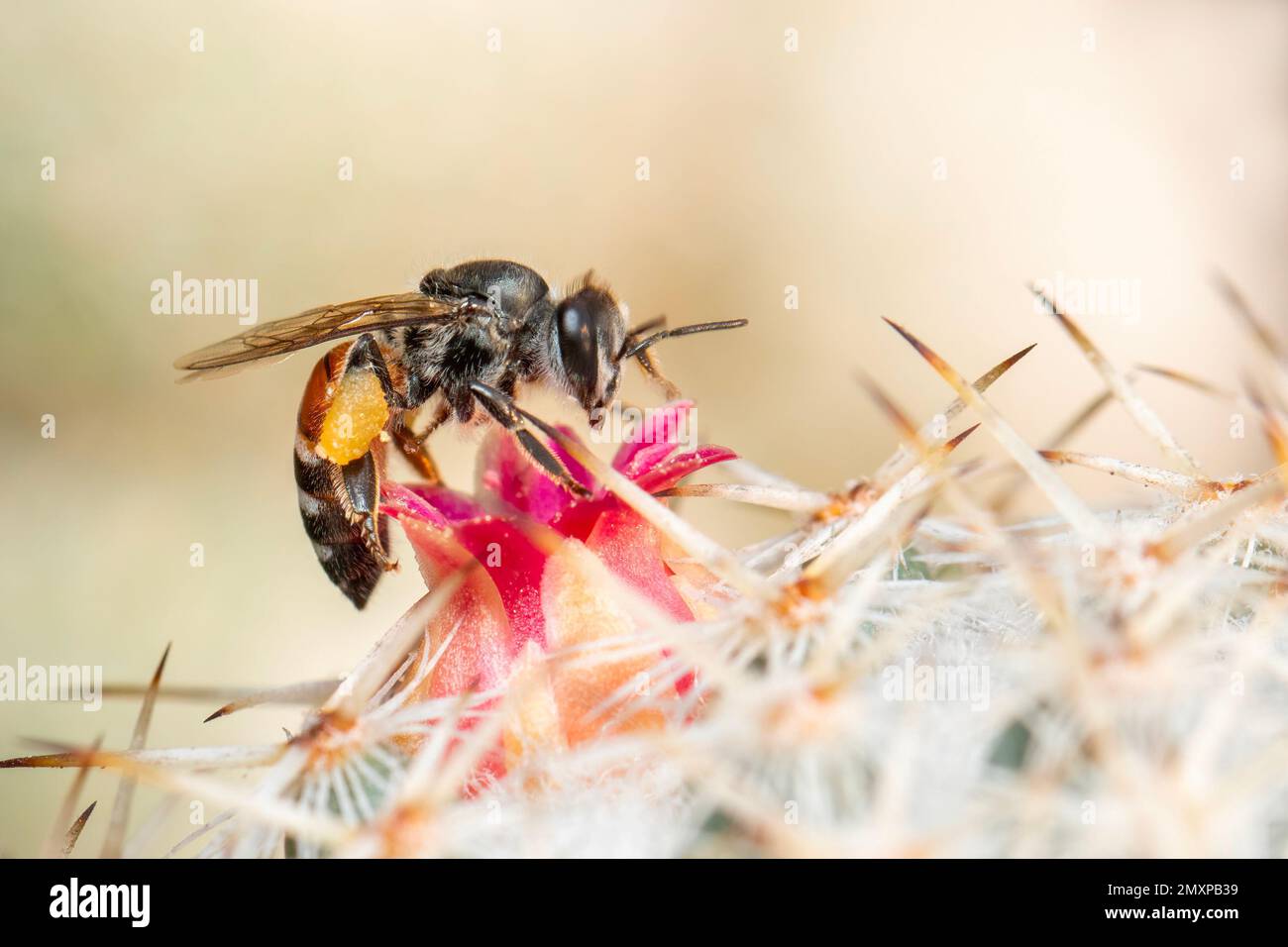 Image of little bee or dwarf bee(apis florea) on pink flower collects ...