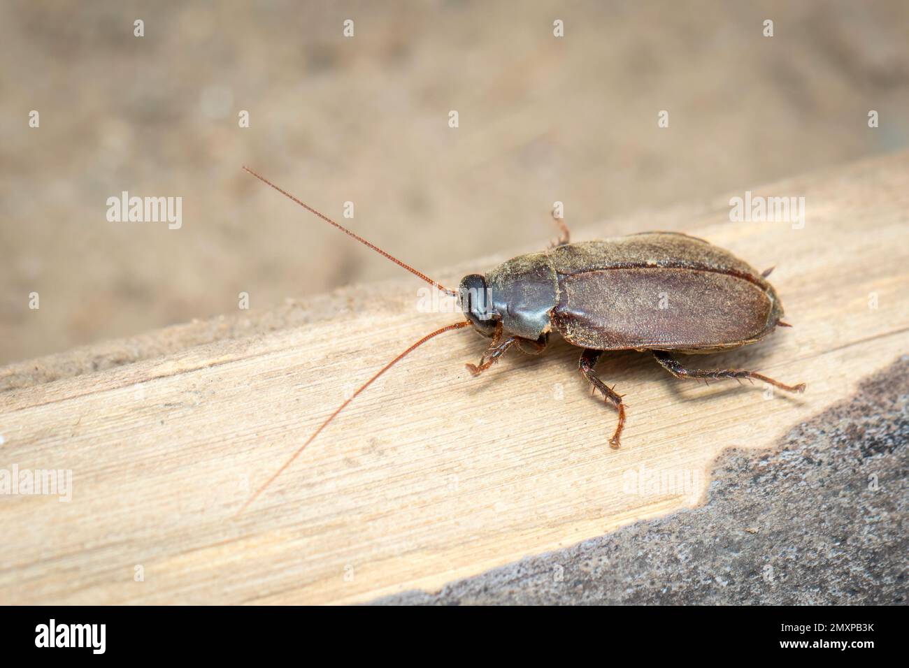 Image of Diploptera punctata or the Pacific beetle cockroach. Insect ...