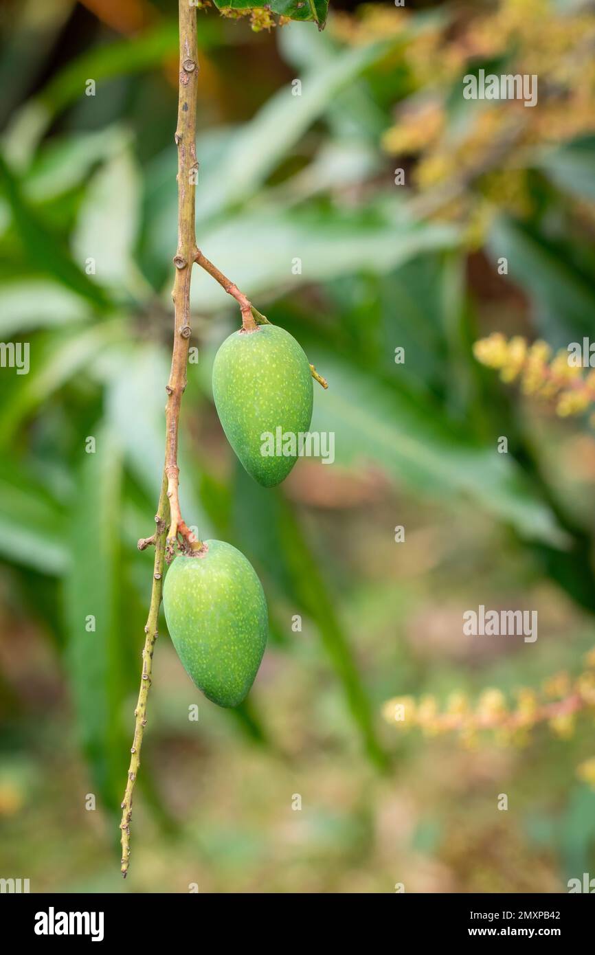 Image of Fresh mangoes from growing trees on natural background. Fruit ...