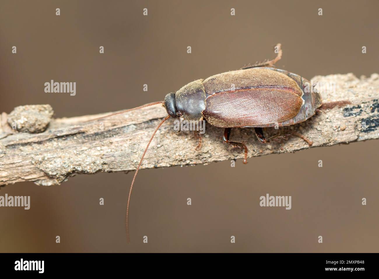 Image of Diploptera punctata or the Pacific beetle cockroach. Insect ...