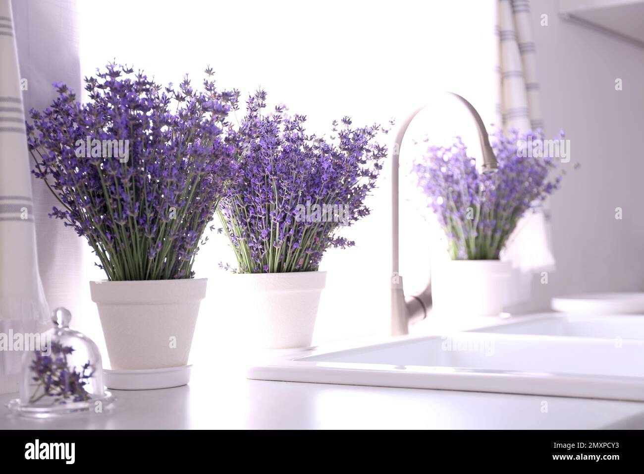 Beautiful lavender flowers on countertop near sink in kitchen. Space ...
