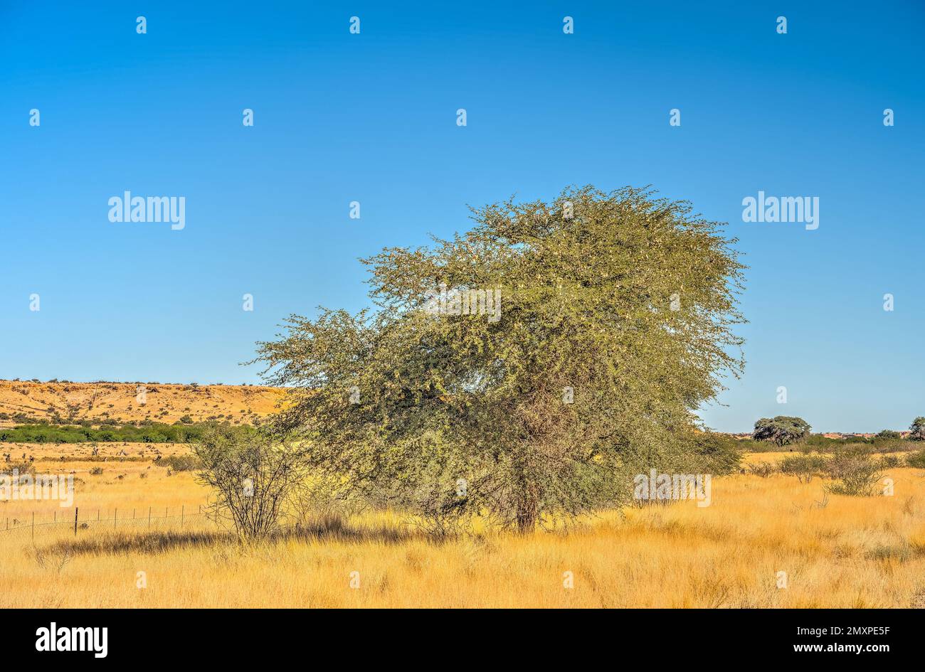 Auob River near Stampriet Stock Photo - Alamy