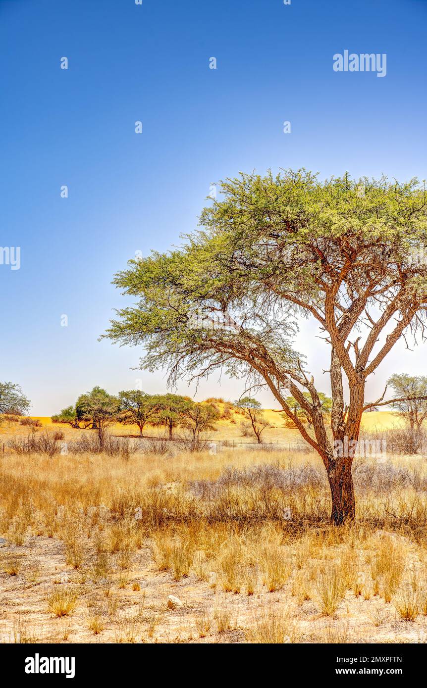 Auob River near Stampriet Stock Photo - Alamy