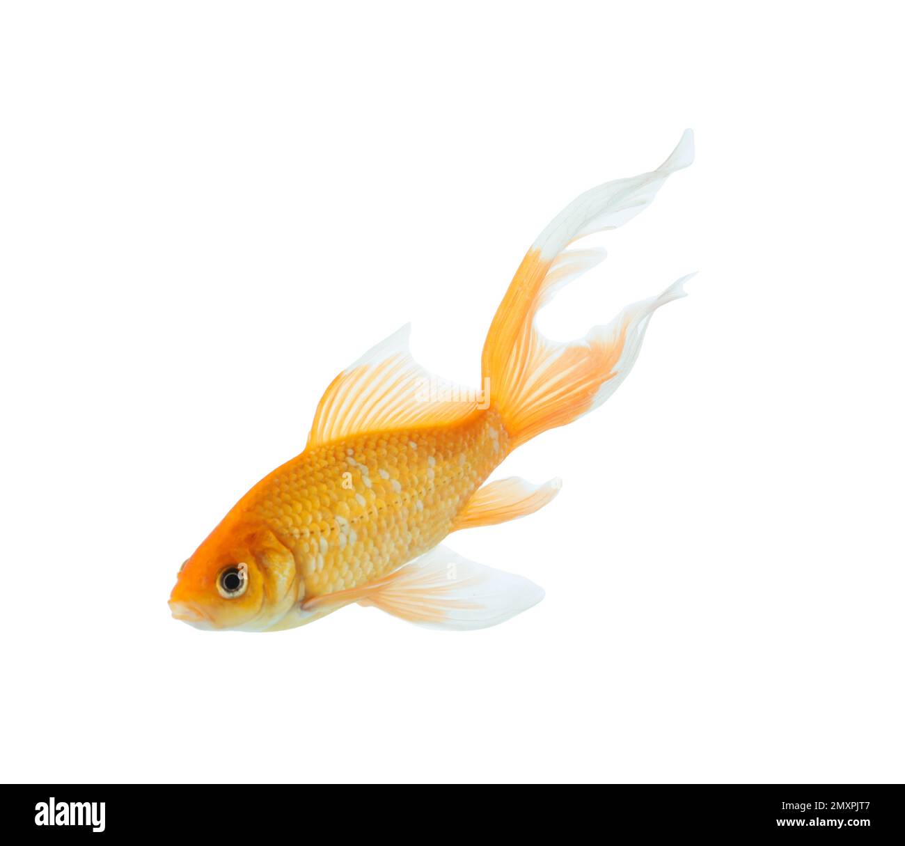Beautiful bright small goldfish isolated on white Stock Photo - Alamy